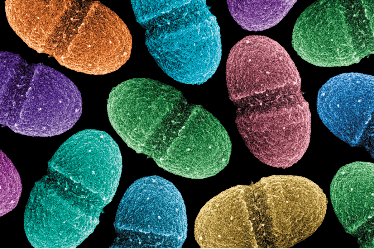 Cultivating gut microbes to shape health and treat disease – WashU Medicine