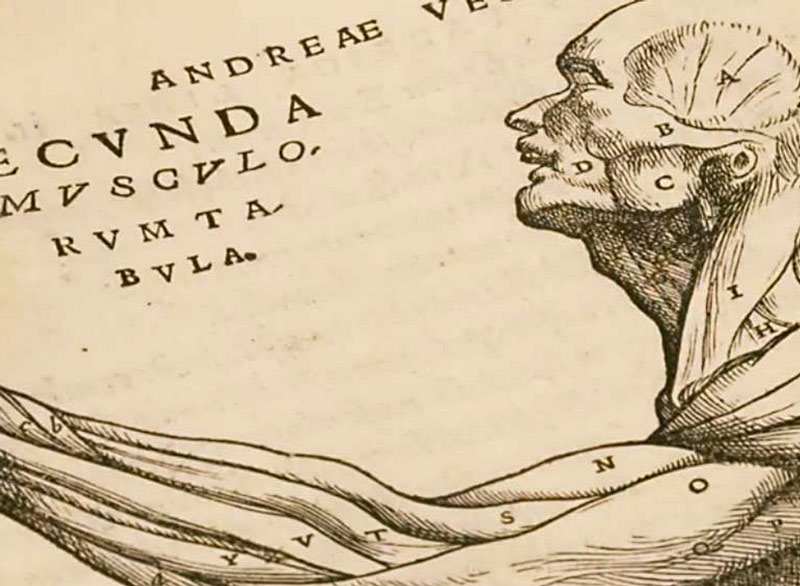 The Big Picture: Dissecting Vesalius – WashU Medicine