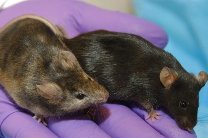 Implantable LED devices could ‘turn off’ pain signals before they reach ...