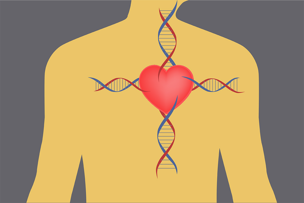 Newly identified genetic errors may prevent heart attacks – WashU Medicine