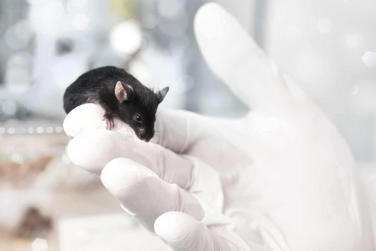 Exposure to routine viruses makes mice better test subjects – WashU ...