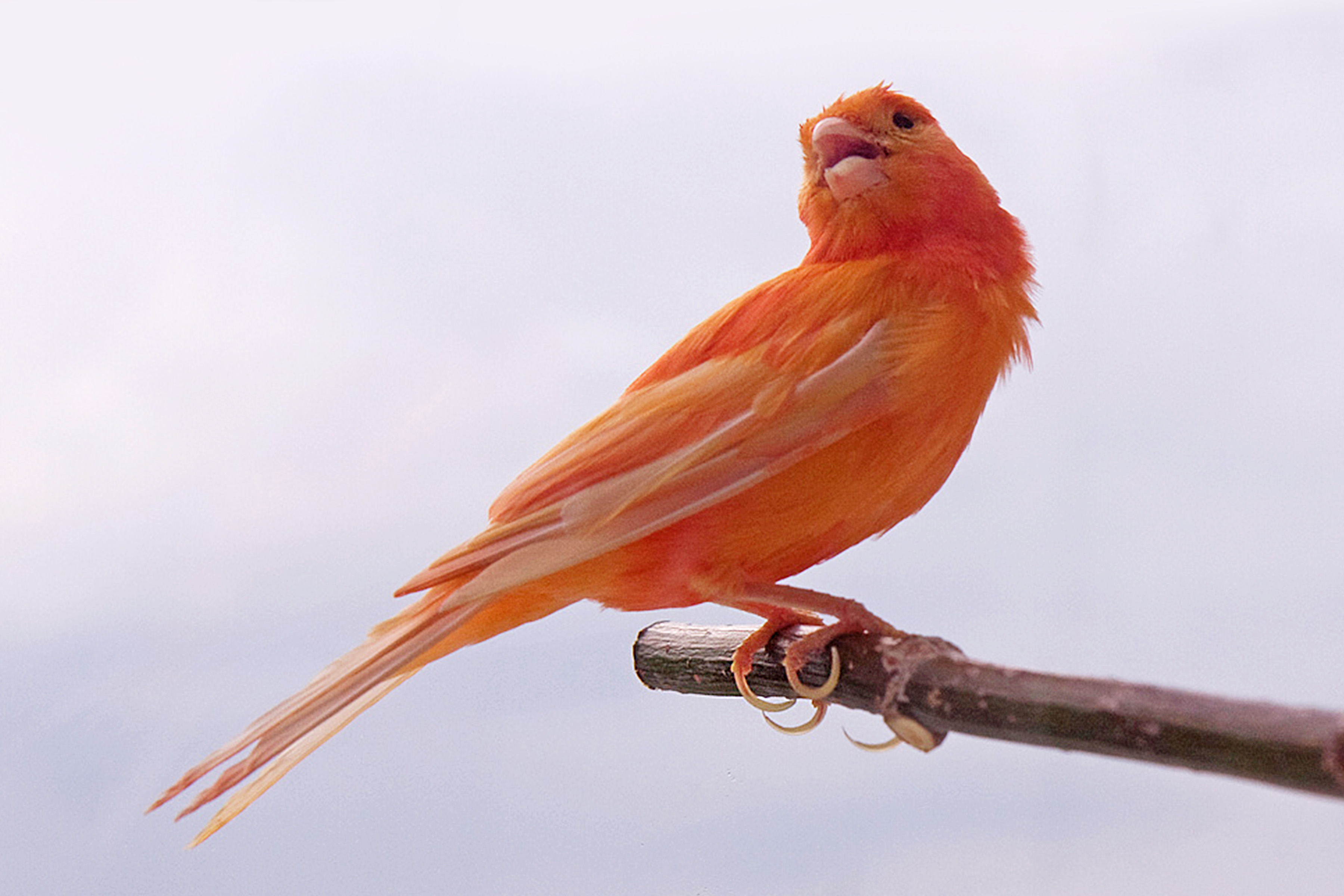 How did cardinals get those bright red feathers? – WashU Medicine