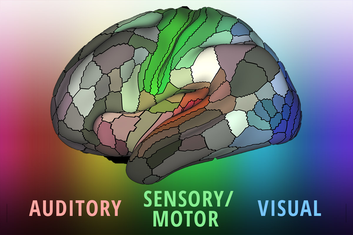 Map provides detailed picture of how the brain is organized – WashU ...