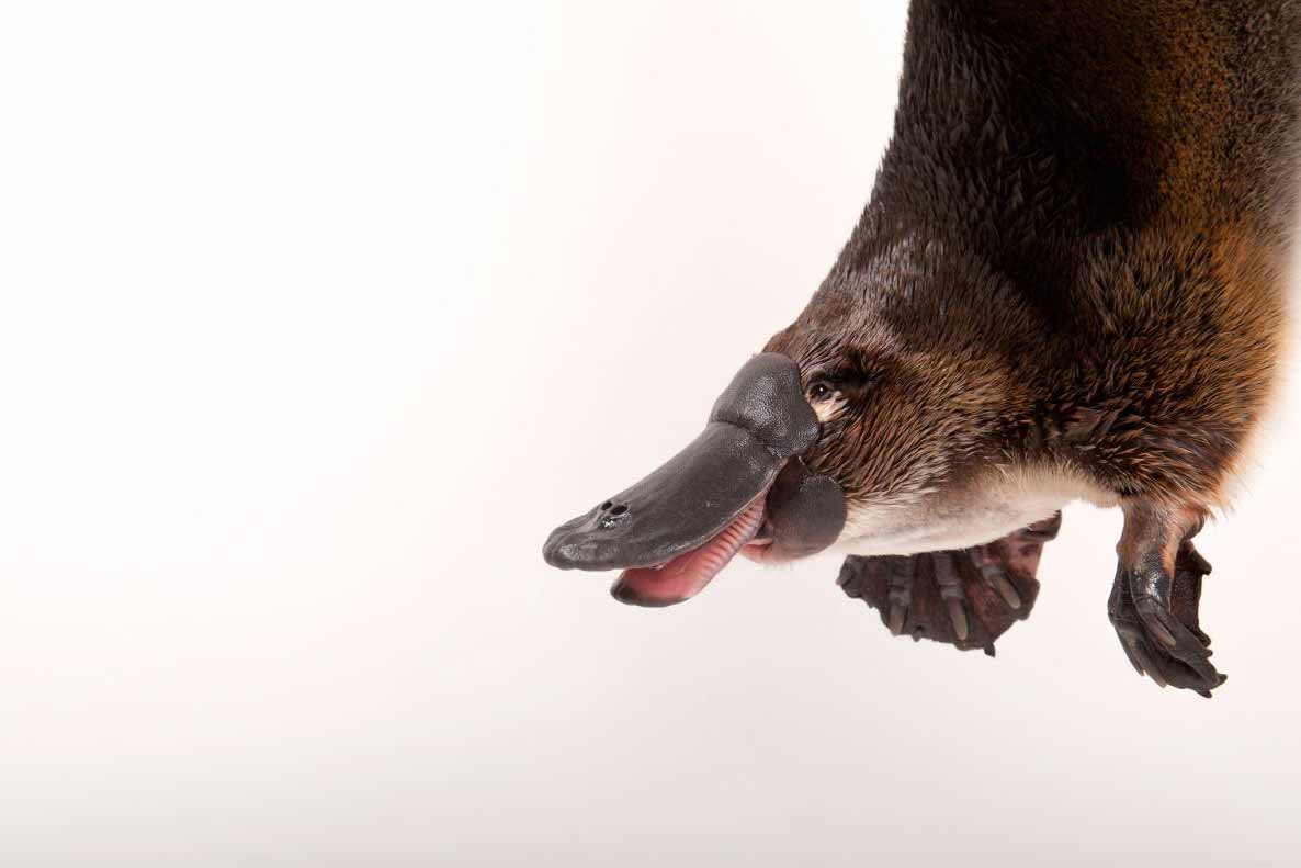How the venomous, egg-laying platypus evolved – WashU Medicine