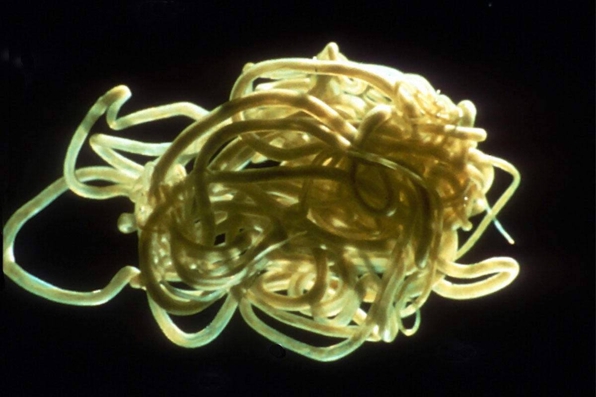 Study sheds light on parasite that causes river blindness – WashU Medicine
