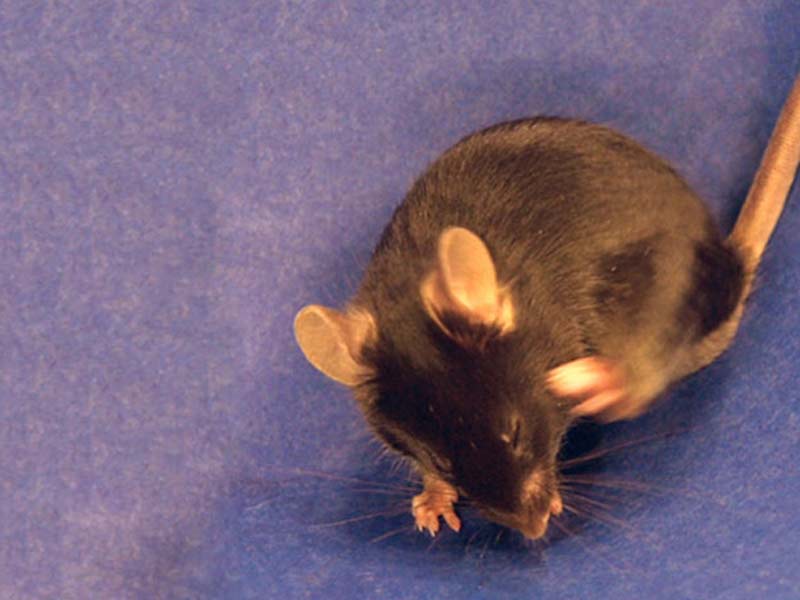 Scratching is catching in mice – WashU Medicine