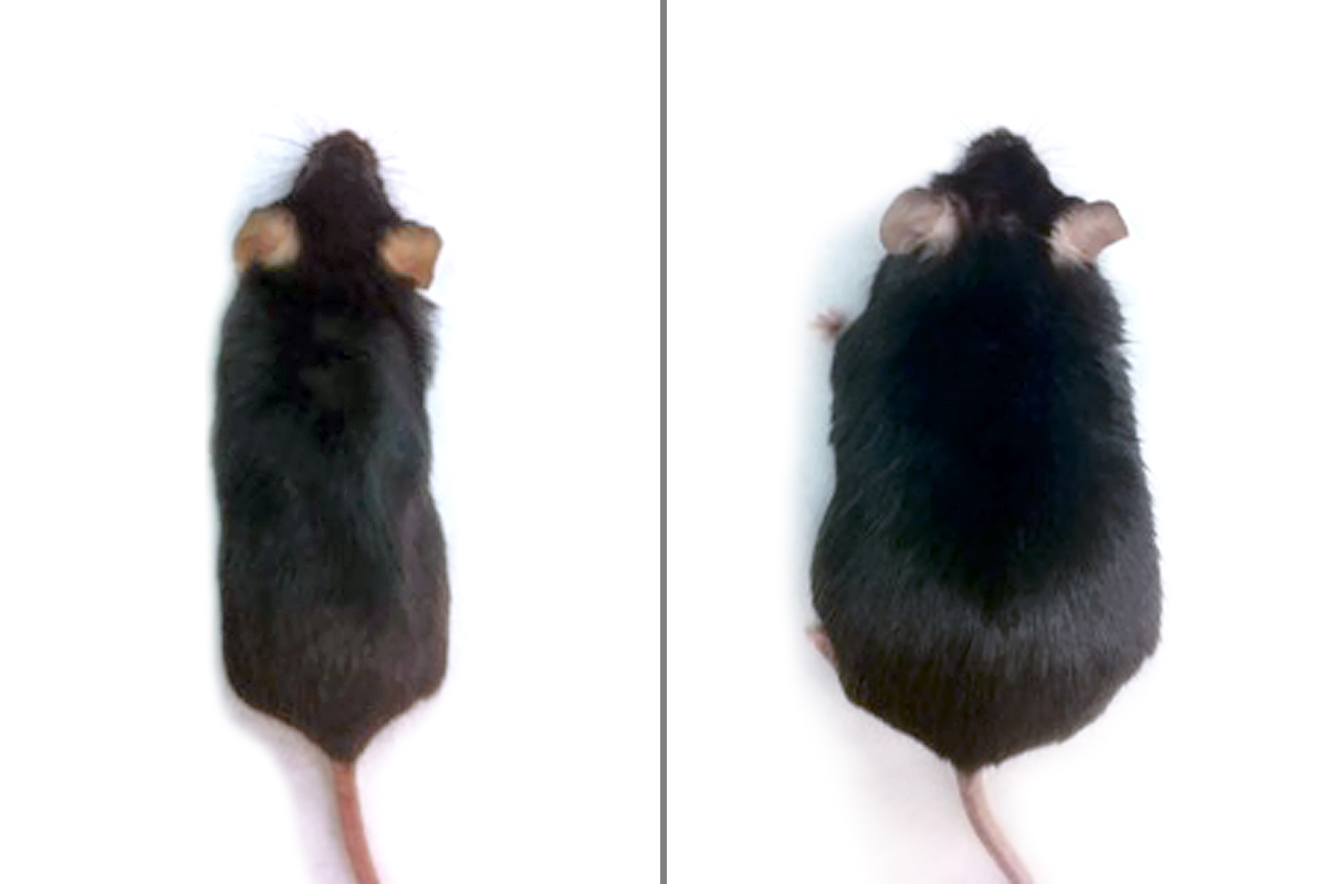 Fattest Mouse In The World 310+ Fat Lab Mouse Stock Photos, Pictures