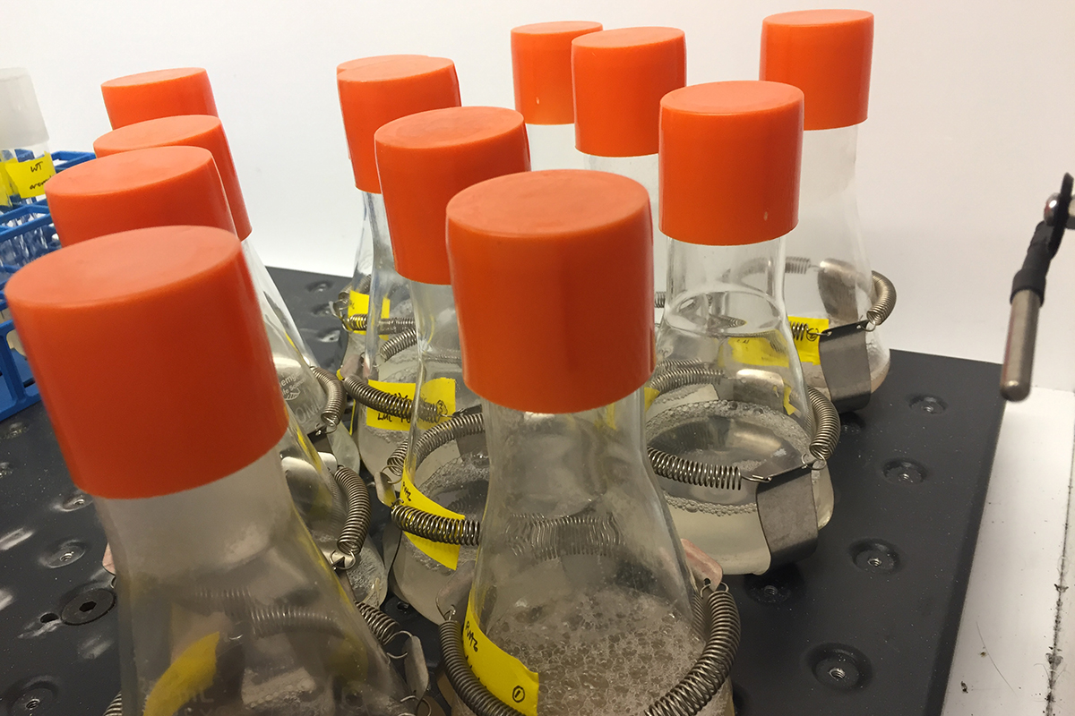 $3.9 million supports research to turn bacteria into biofuel producers ...