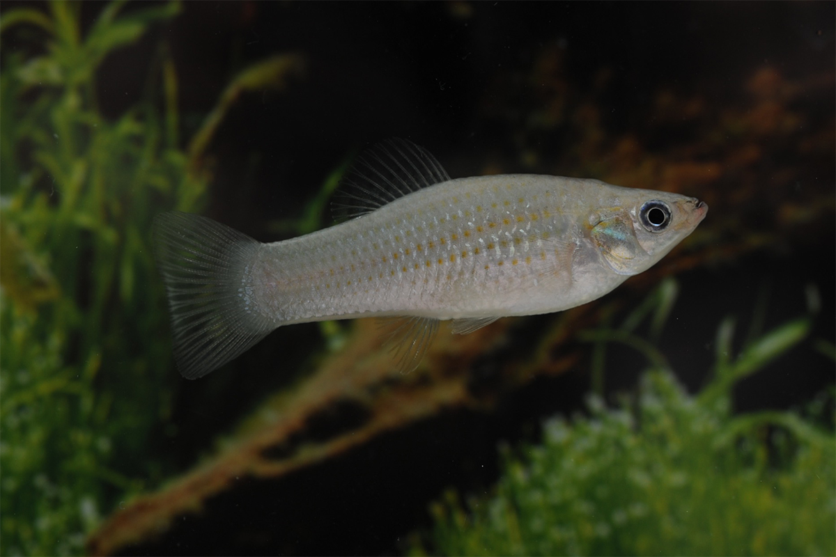 Despite odds, fish species that bypasses sexual reproduction is ...