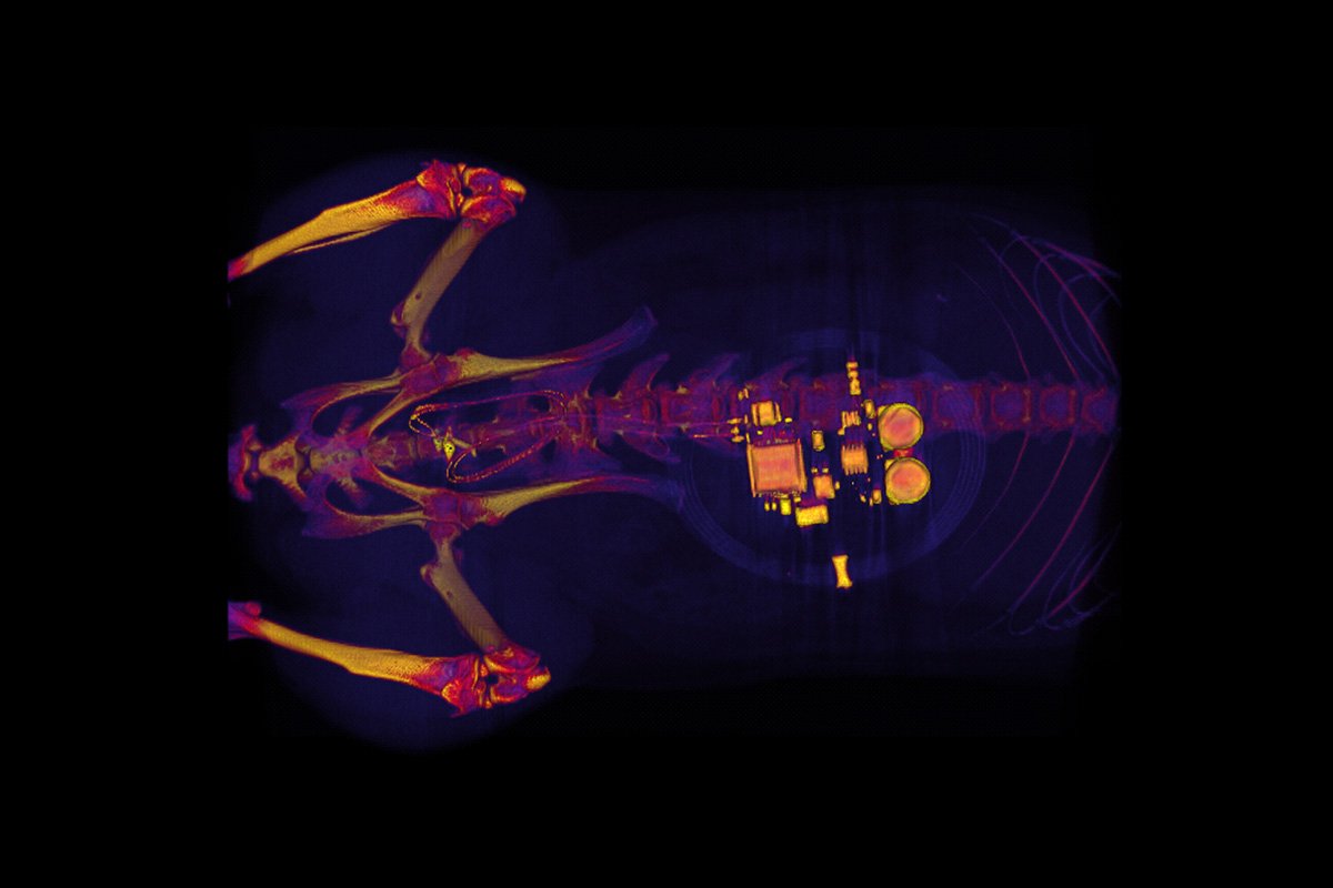 Tiny, implantable device uses light to treat bladder problems – WashU ...
