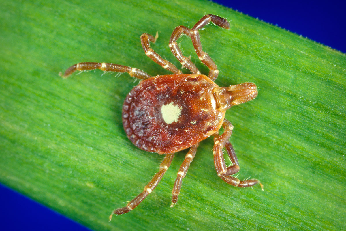 Deadly tick-borne virus cured with experimental flu drug, in mice ...