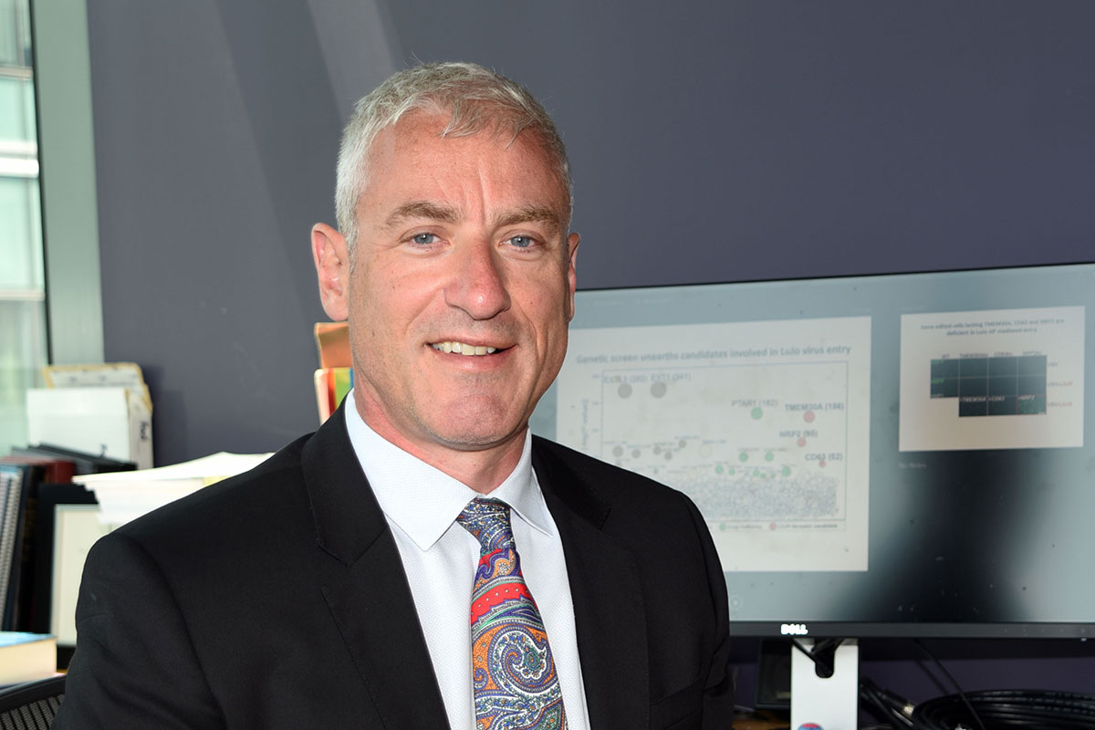Whelan named head of molecular microbiology – WashU Medicine