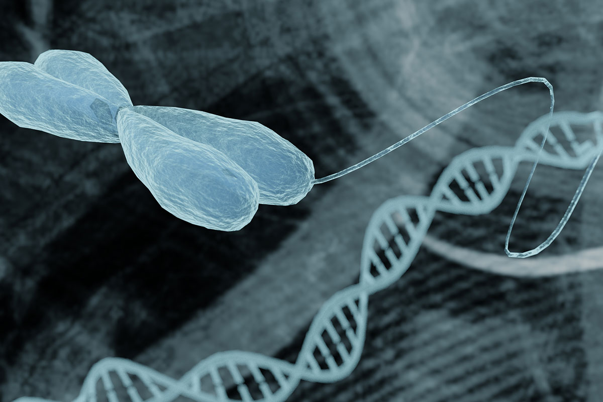 ‘Jumping genes’ help stabilize DNA folding patterns – WashU Medicine