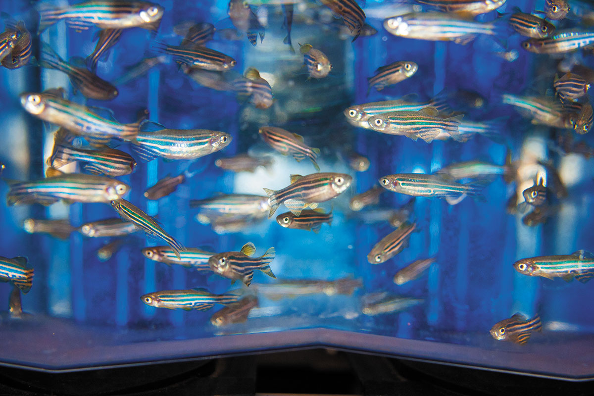 Scientific legacy sheds light on cell identity – WashU Medicine