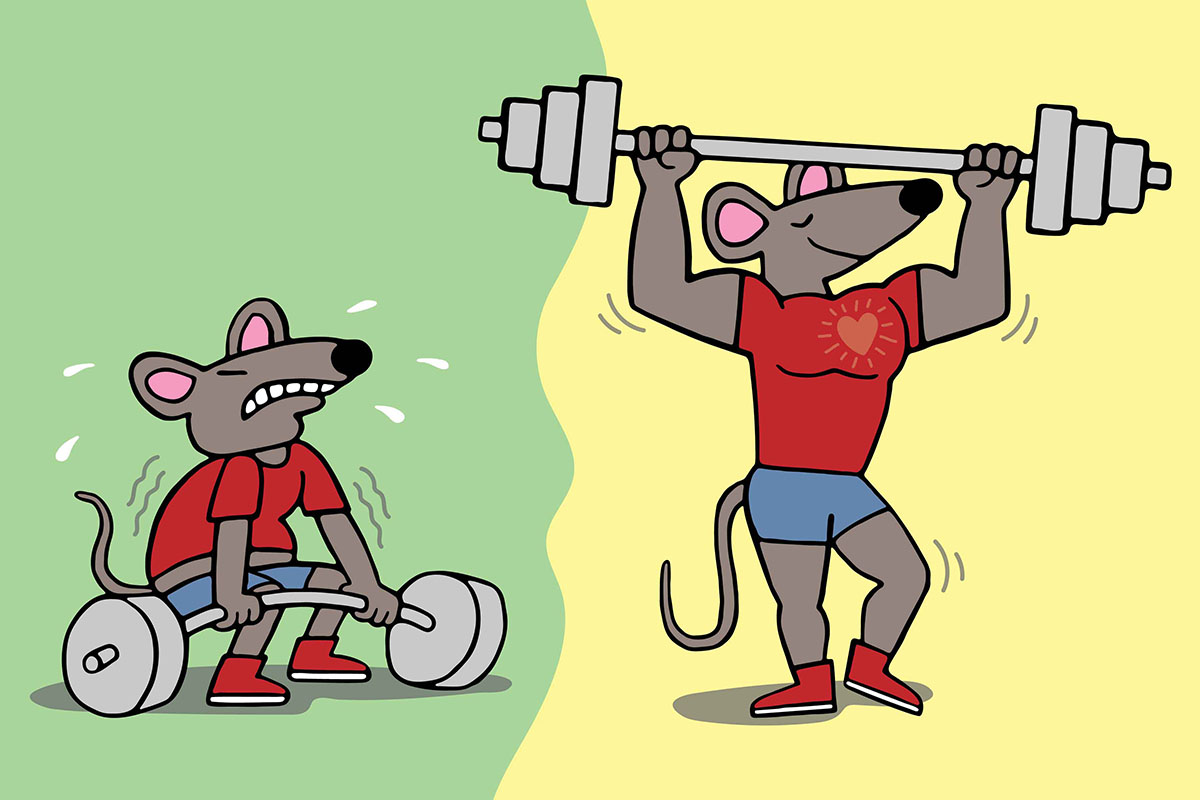 Gene therapy in mice builds muscle, reduces fat – WashU Medicine