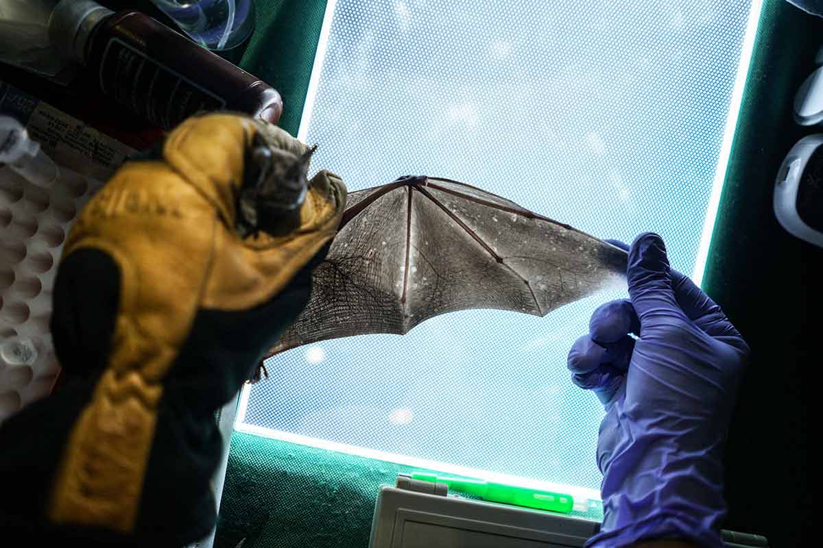 Podcast: Wildlife surveillance may help identify the next pandemic ...