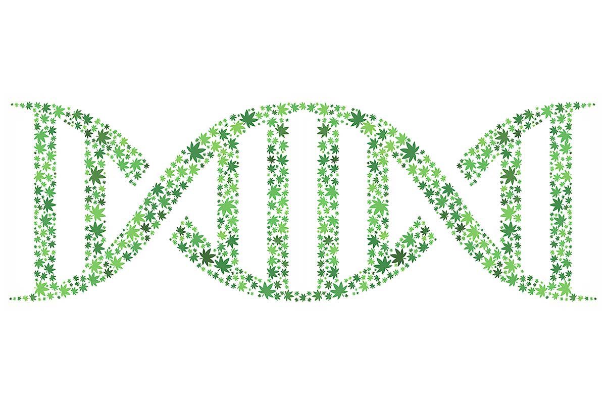 Uncovering genetic roots of marijuana use disorder – WashU Medicine