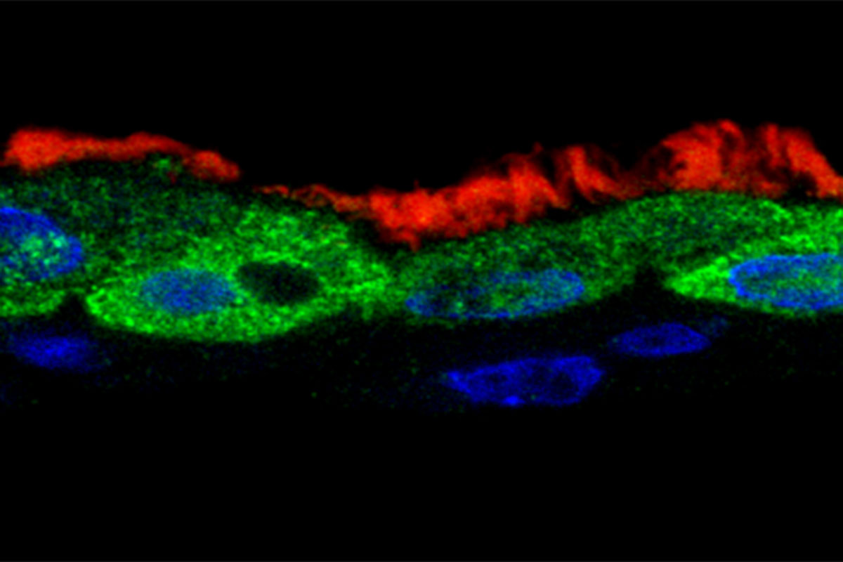 Common respiratory virus manipulates immune genes to protect itself ...