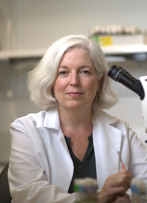 BJC Investigators Program: Transformative Basic Science Research ...