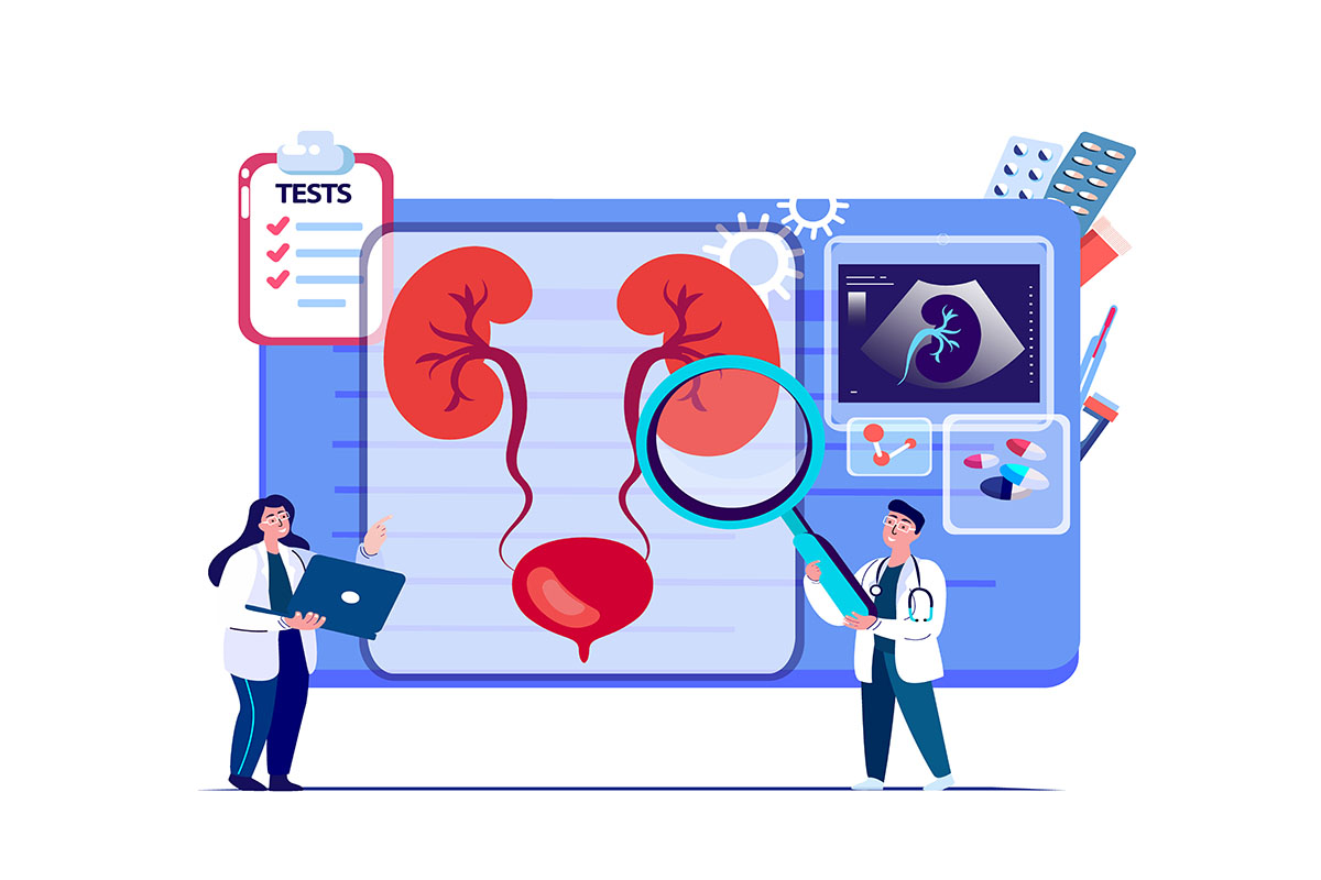 Kidney tissue atlas serves as blueprint for understanding kidney injury ...