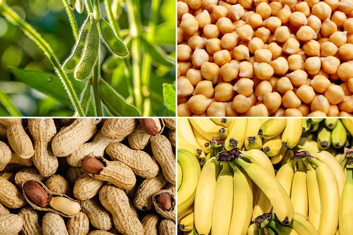 Gut bacteria of malnourished children benefit from key elements in ...