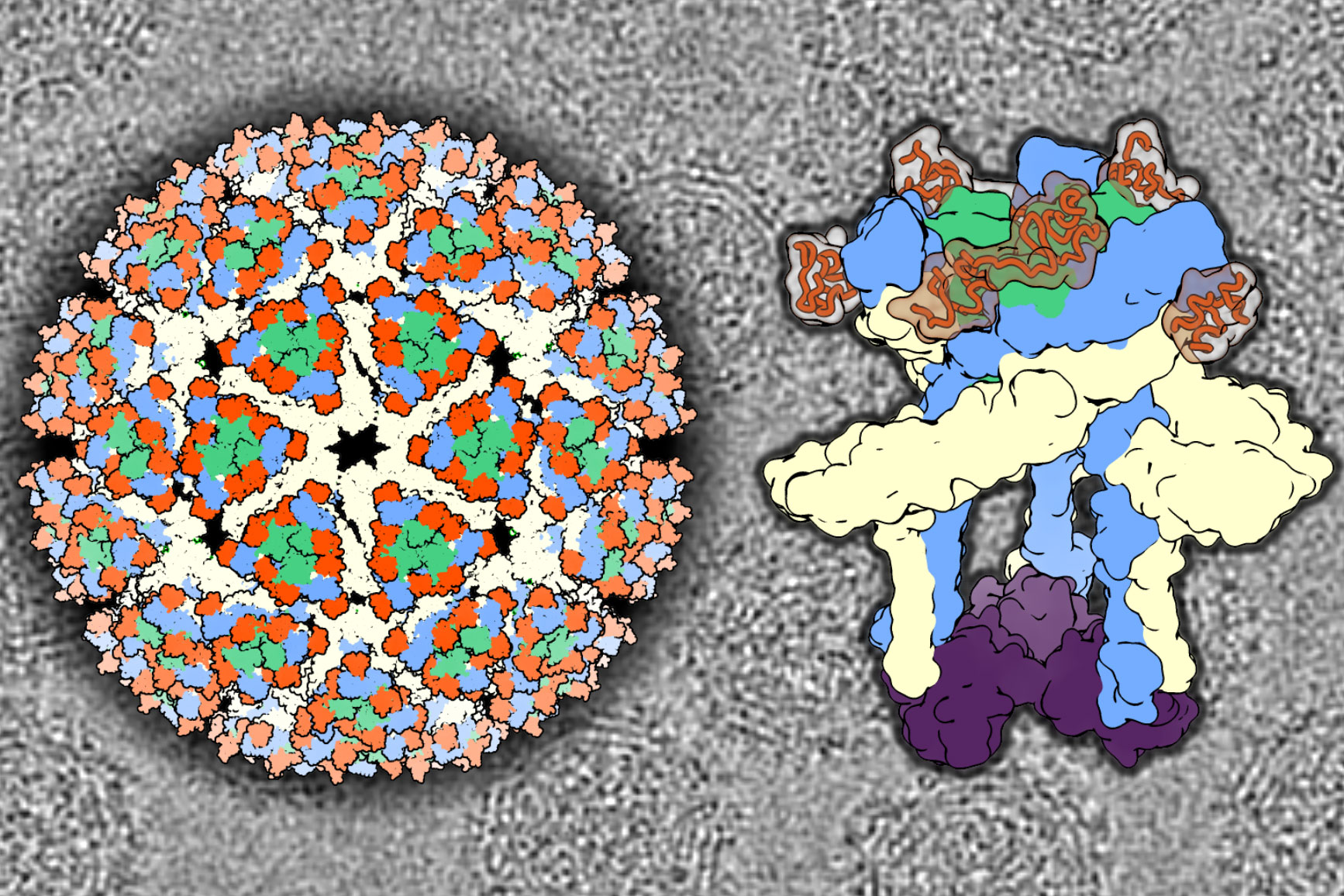 Study reveals clues to how Eastern equine encephalitis virus invades ...