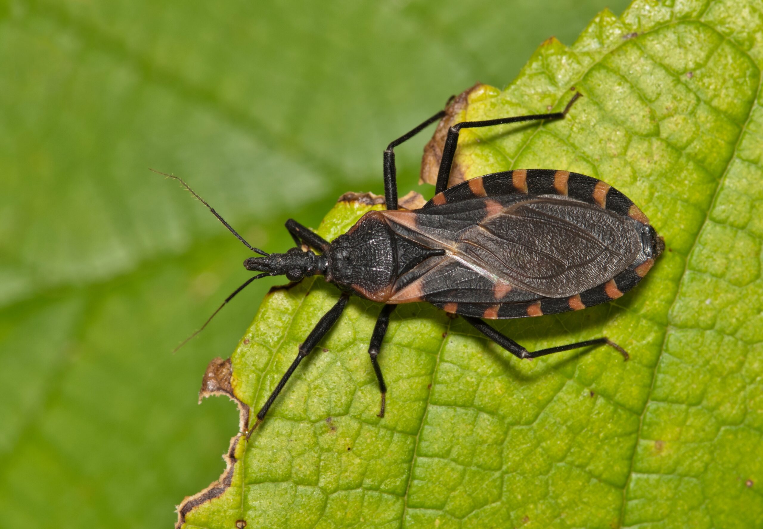 ‘Kissing bug’ disease has been found in Missouri. Scientists want the U ...