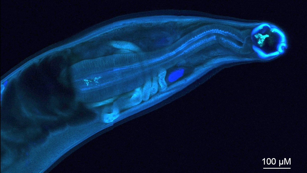 Bioengineered Hookworms Deliver Therapeutic Antibodies in Hamsters ...